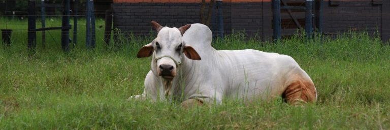 Yash Trading Company » Indian Cattle