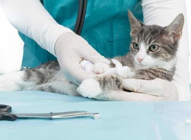 Dr. Jacob Alexander (Veterinary Dispensary) » Indian Cattle