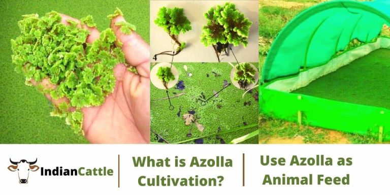 What is Azolla Cultivation? Use of Azolla as Animal Feed