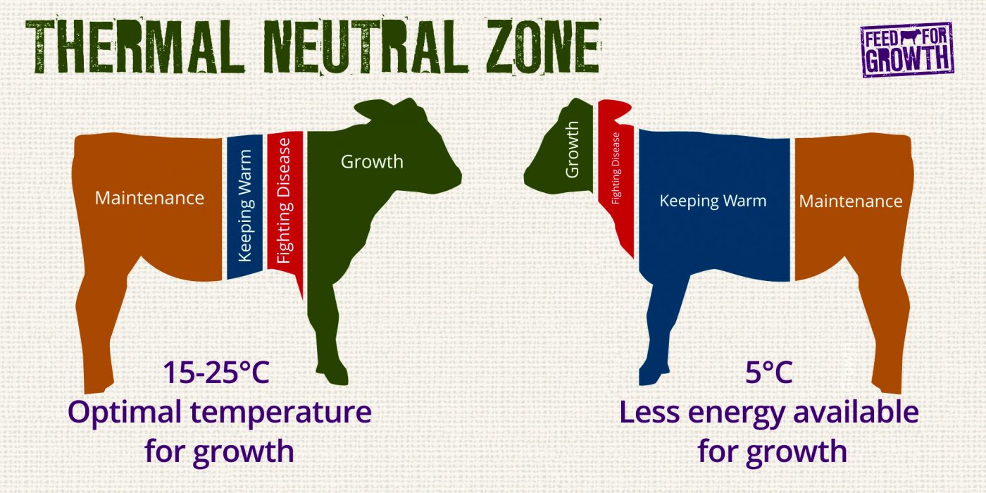 Managing Cold Stress in Dairy Cattle » IndianCattle