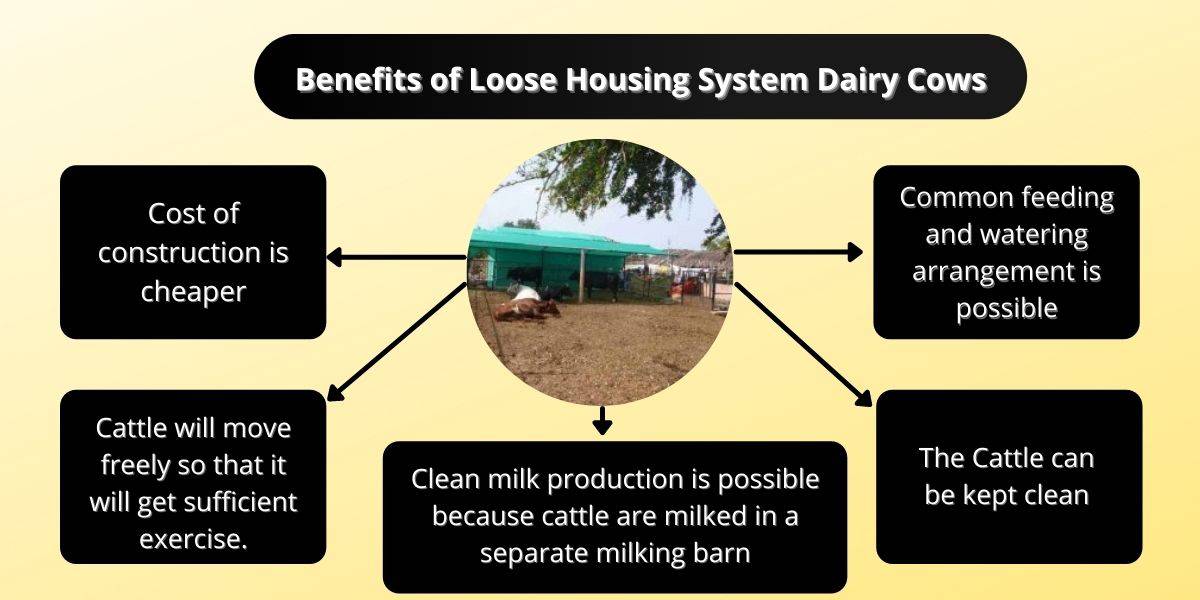 Loose Housing System Dairy Cows » Successful Progressive Farmer
