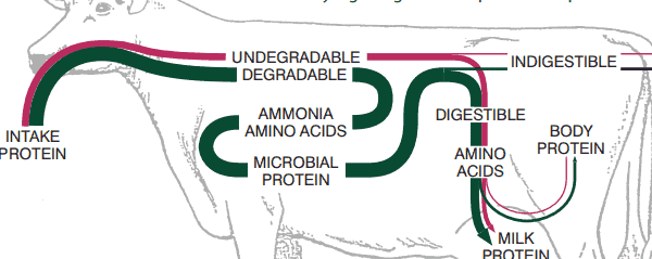 Important Tips on Feeding Protein to Cows » Indian Cattle