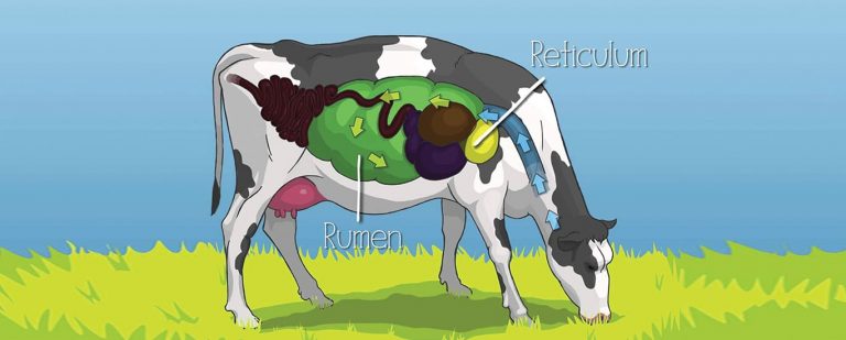 An Overview on Bloat in Ruminant And Its Management » Indian Cattle